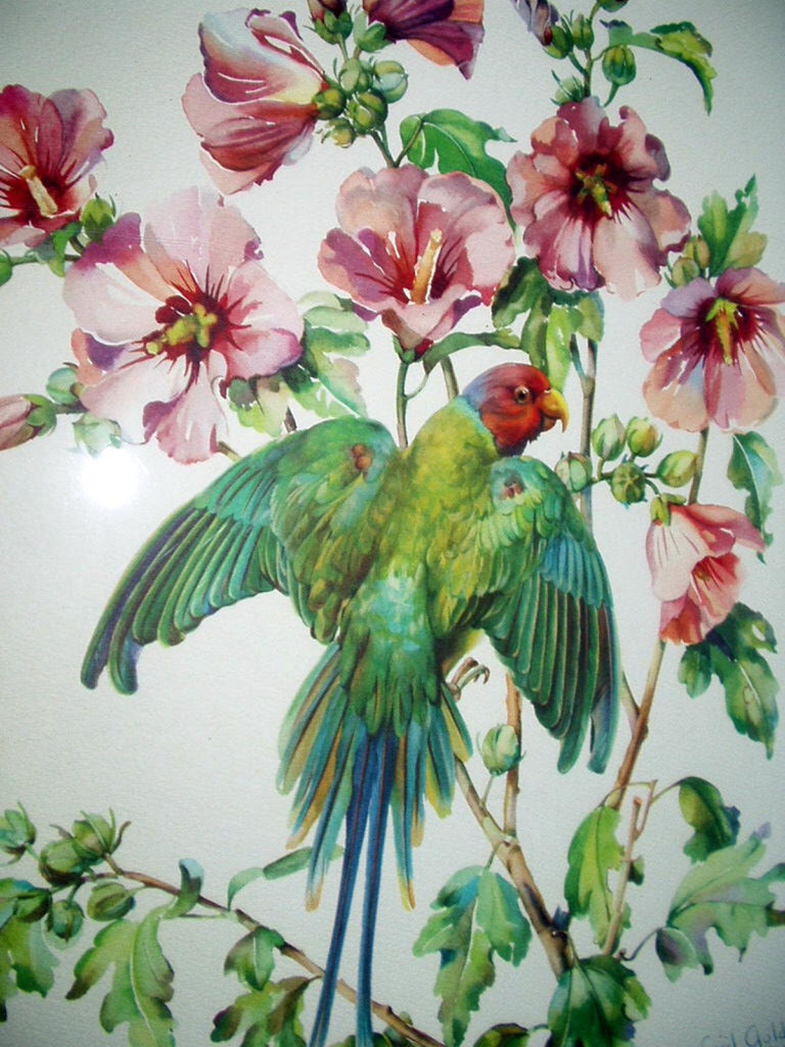 Green Parakeet Bird Blossom Head Artist Cecil Golding Large - Etsy