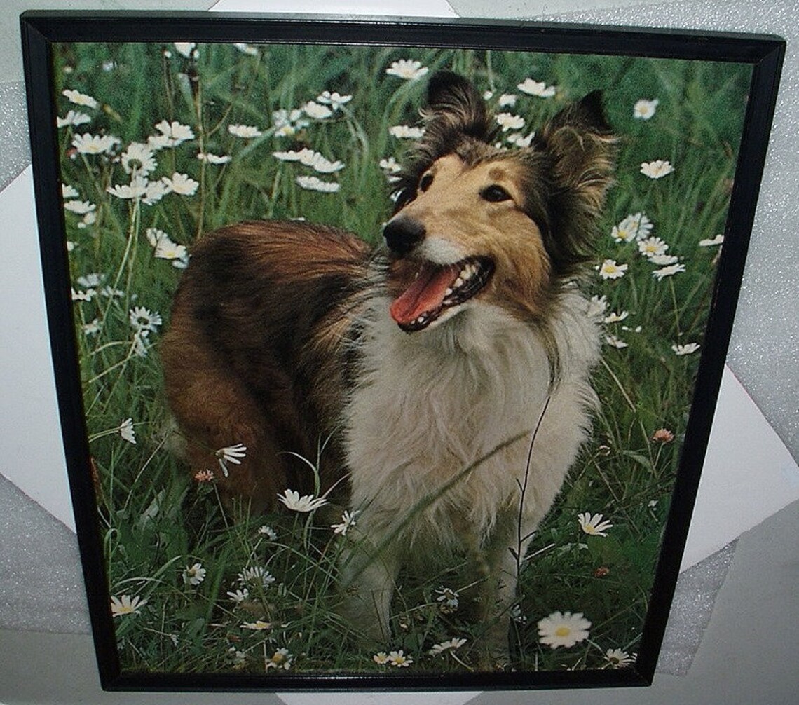 Collie Dog Roaming Green Field of White Daisy Flowers Famous | Etsy