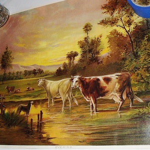 Milking Cows Karan Swiss Cattle Hereford in Pasture 1894 Original ...