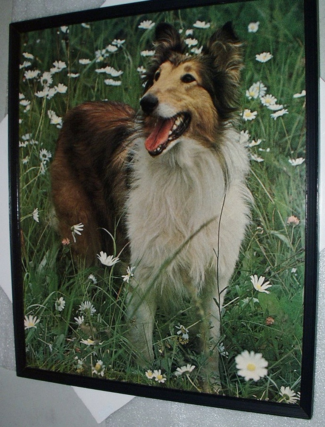 Collie Dog Roaming Green Field of White Daisy Flowers Famous Lassie ...