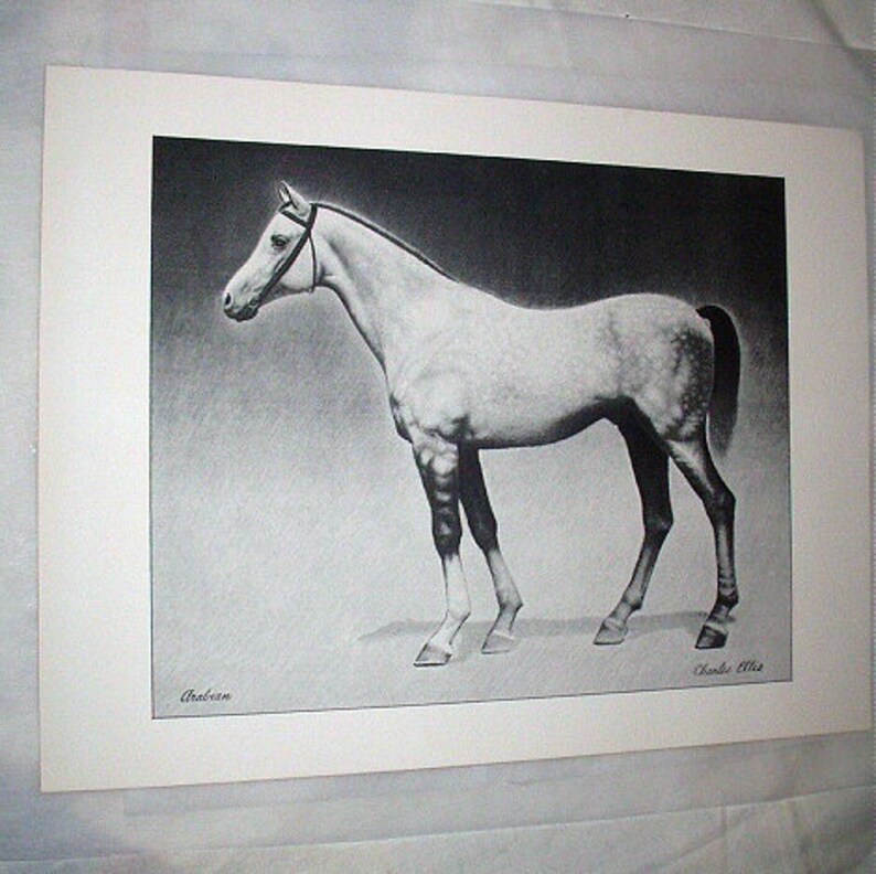 Arabian Horse Artist Charles Ellis Signed Original 1948 Vintage Quality ...