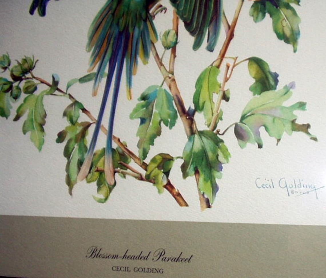 Green Parakeet Bird Blossom Head Artist Cecil Golding Large - Etsy