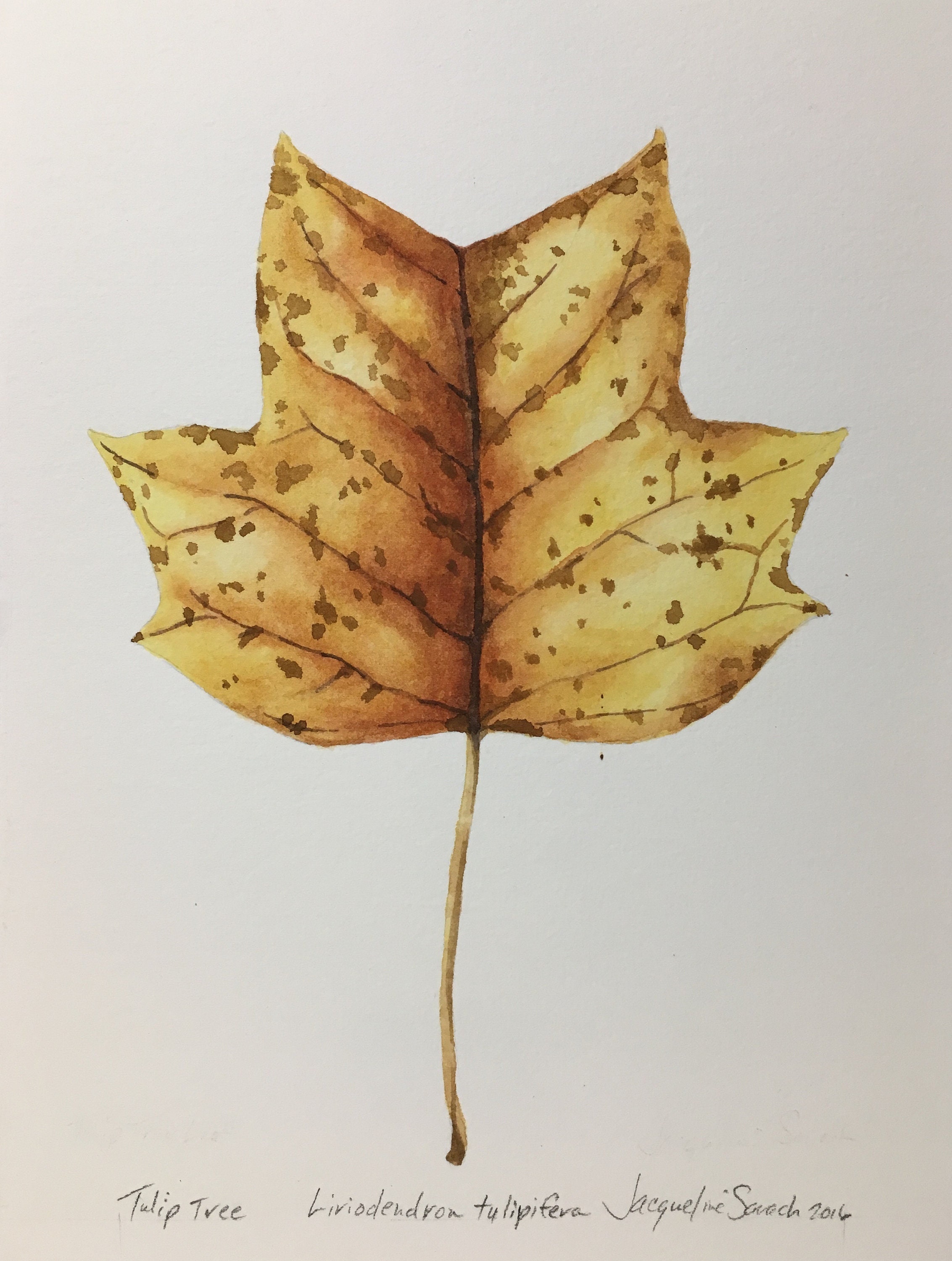 Sweet Gum Tree Leaves Drawing