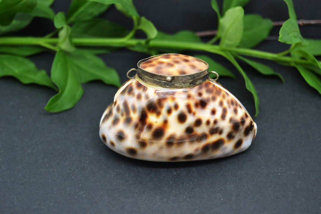 Natural Shell Box, Tiger Leopard, Cowrie Shell, Shell Necklace, Shell ...