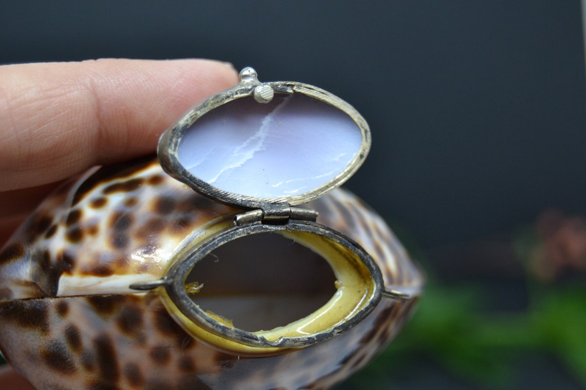 Natural Shell Box Tiger Leopard Cowrie Shell Shell - Etsy