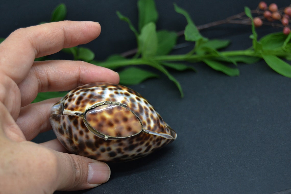 Natural Shell Box Tiger Leopard Cowrie Shell Shell - Etsy