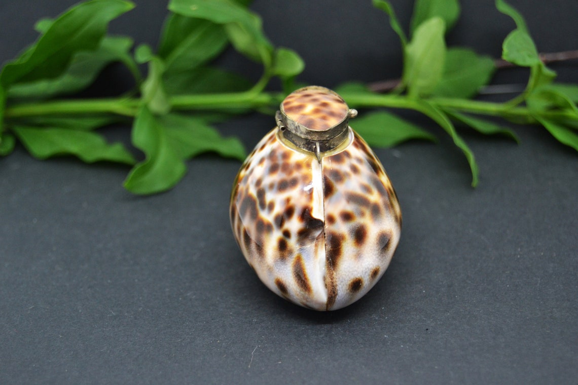 Natural Shell Box Tiger Leopard Cowrie Shell Shell - Etsy