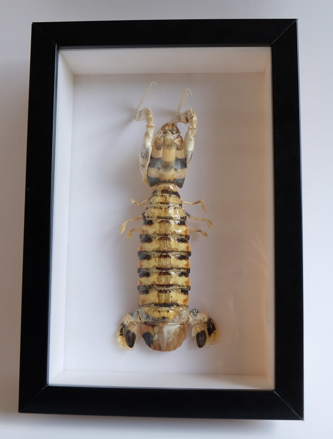 Frames Zebra Mantis Shrimp Lysiosquillina Maculata Taxidermy Oddities ...