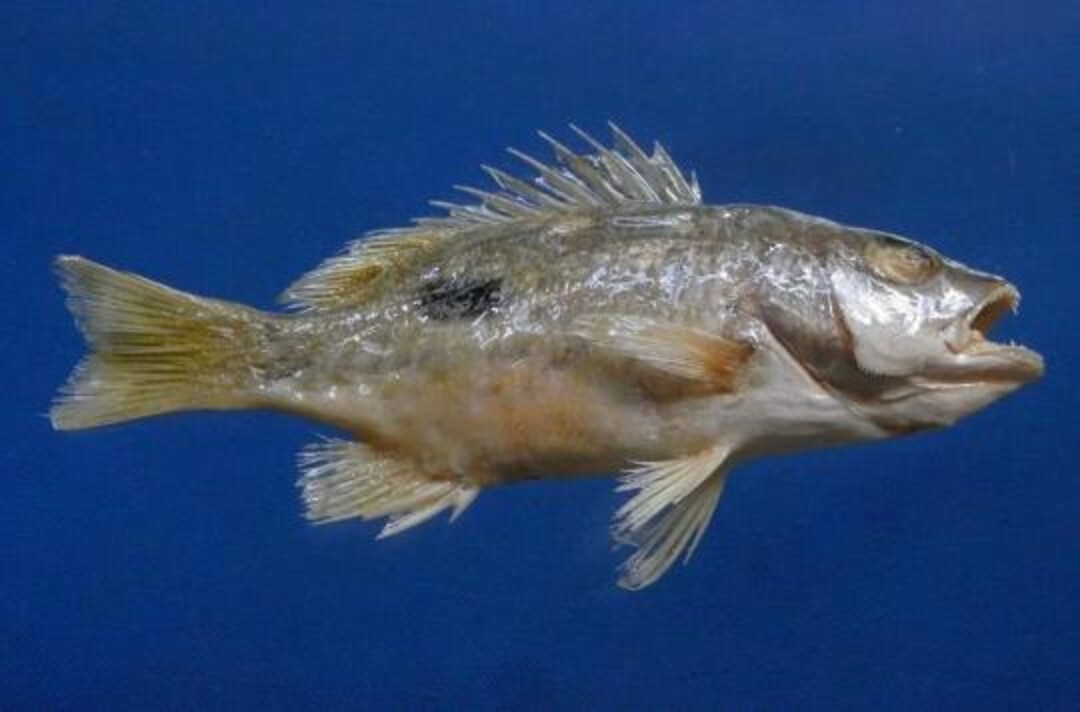 One-spot Snapper Lutjanus Monostigma Fish Taxidermy Oddities - Etsy