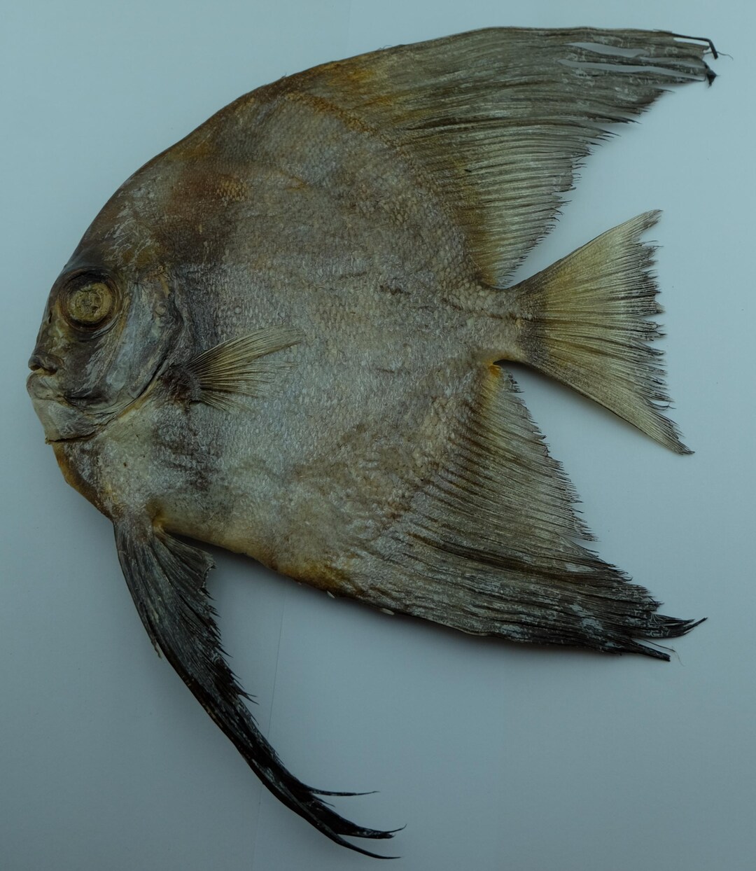 Circular Batfish Platax Orbicularis Fish Taxidermy Oddities - Etsy