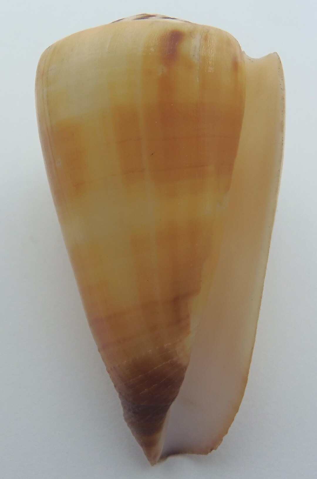 Seashells Planorbis Cone Conus Planorbis - Etsy