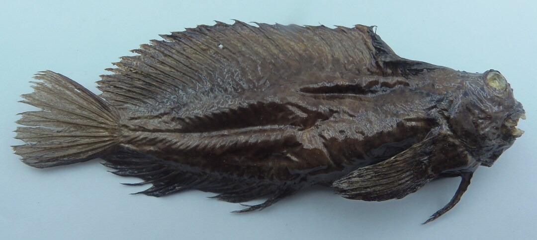 Lawnmower Blenny Salarias Fasciatus Fish Taxidermy Oddities - Etsy