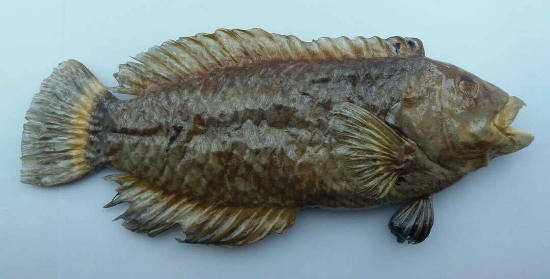 Rockmover Wrasse Novaculichthys Taeniourus Fish Taxidermy Oddities - Etsy