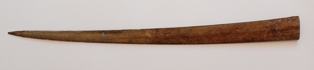 Swordfish Xiphias Gladius Fish Taxidermy Oddities - Etsy