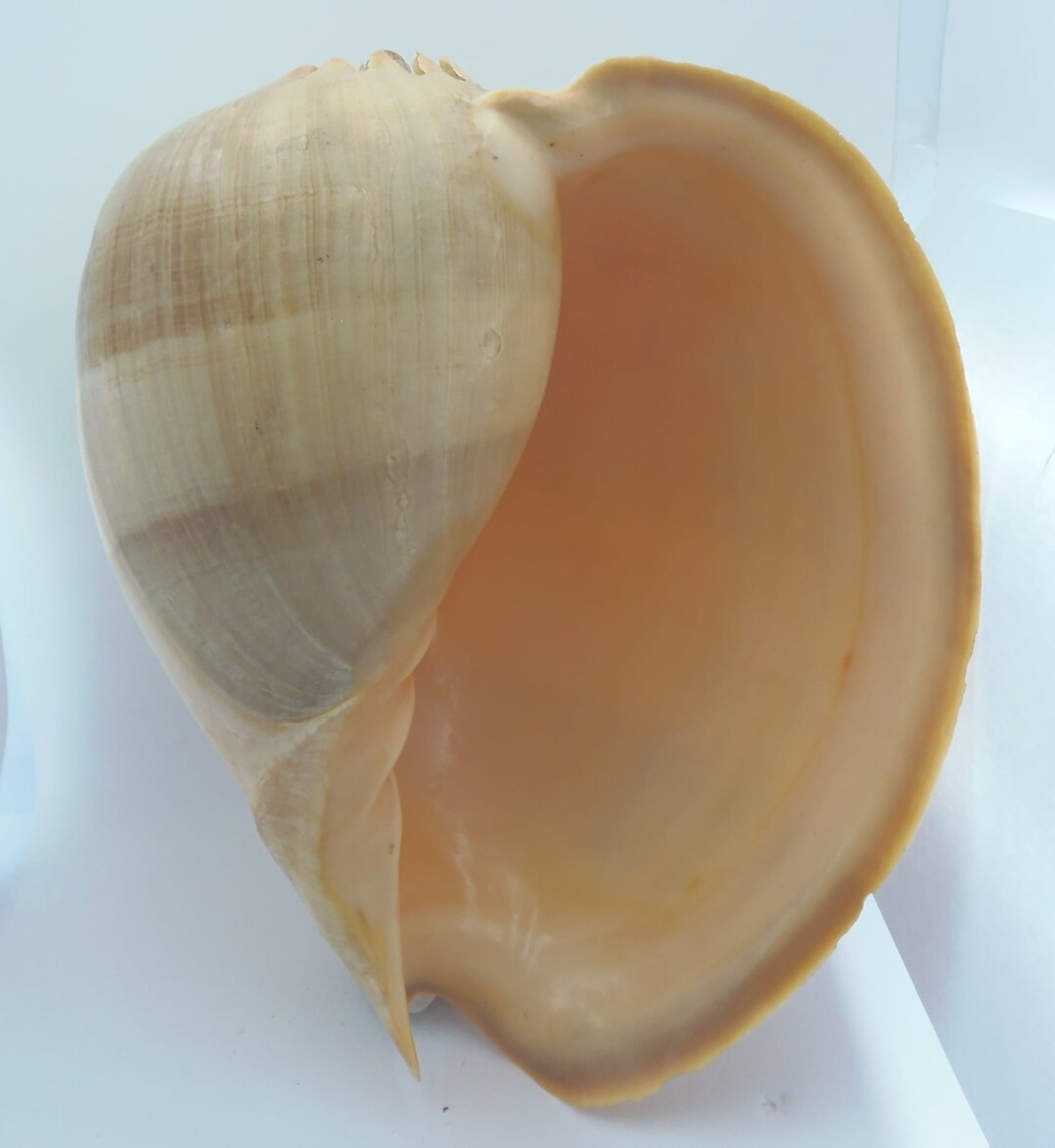 Seashells Crowned Baler Melo Broderipii - Etsy