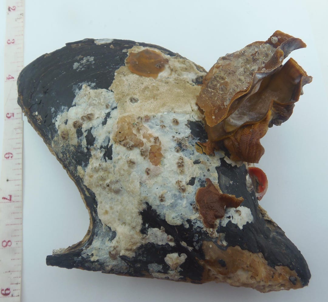 Seashells Penguin's Wing Oyster Pteria Penguin - Etsy