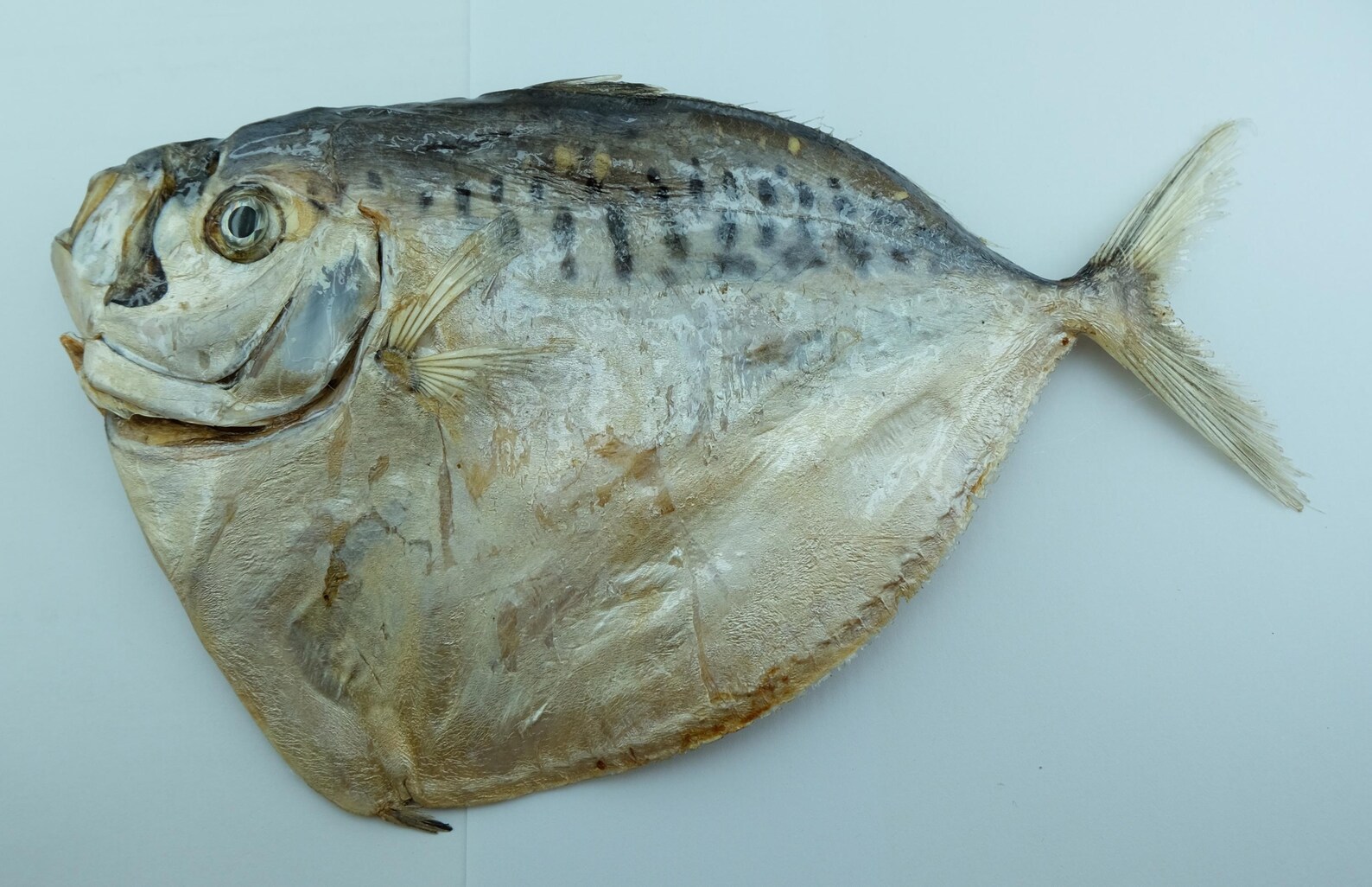 Moonfish Mene Maculata Fish Taxidermy Oddities - Etsy