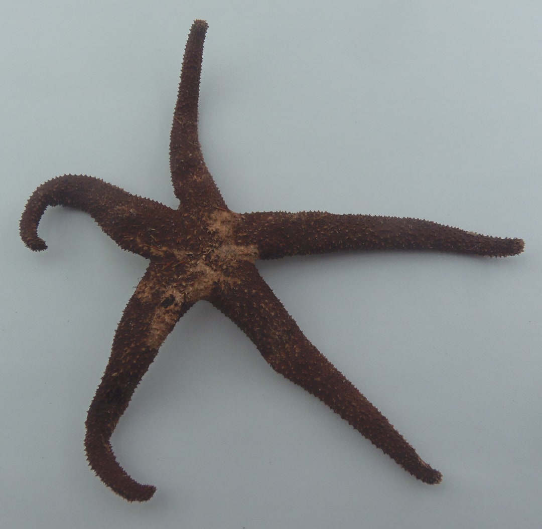 Echinoderms Many-pored Sea Star Fromia Polypora Taxidermy Oddities - Etsy
