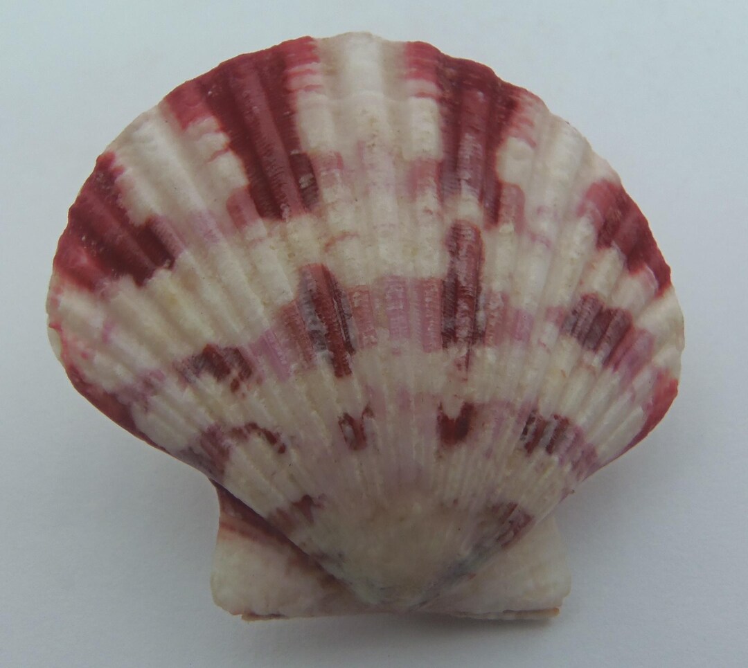 Seashells Seashell Annachlamys Reevei - Etsy