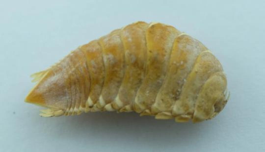 Isopod Norileca Indica Crab Taxidermy Oddities - Etsy