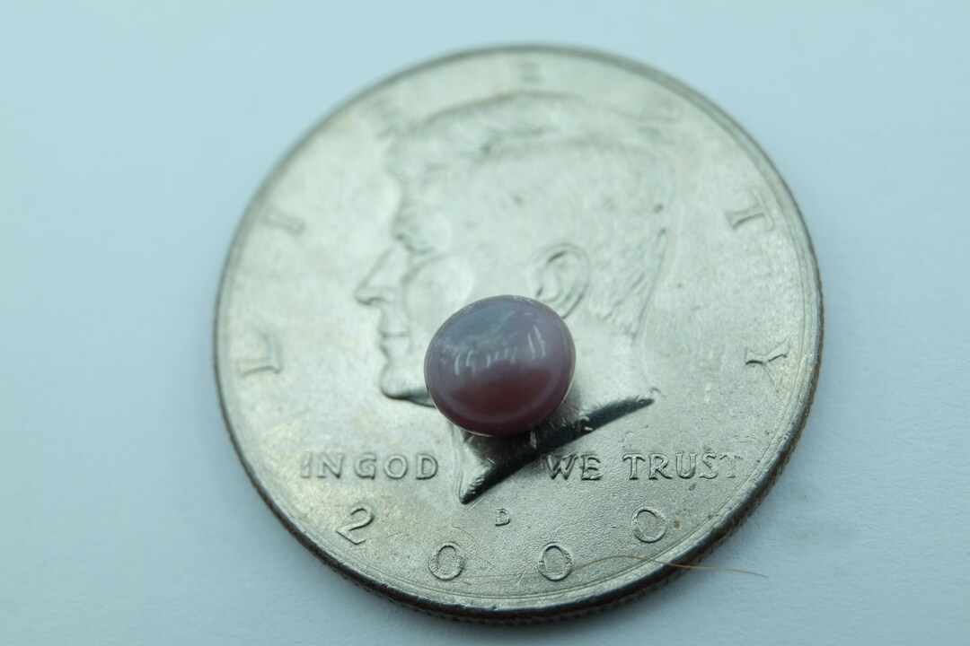 Wild Pearl of Spiny Fileclam Lima Lima Shell - Etsy