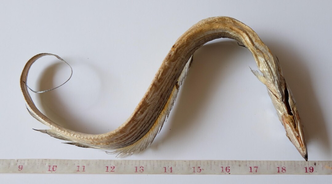 Largehead Hairtail Trichiurus Lepturus Fish Taxidermy Oddities - Etsy