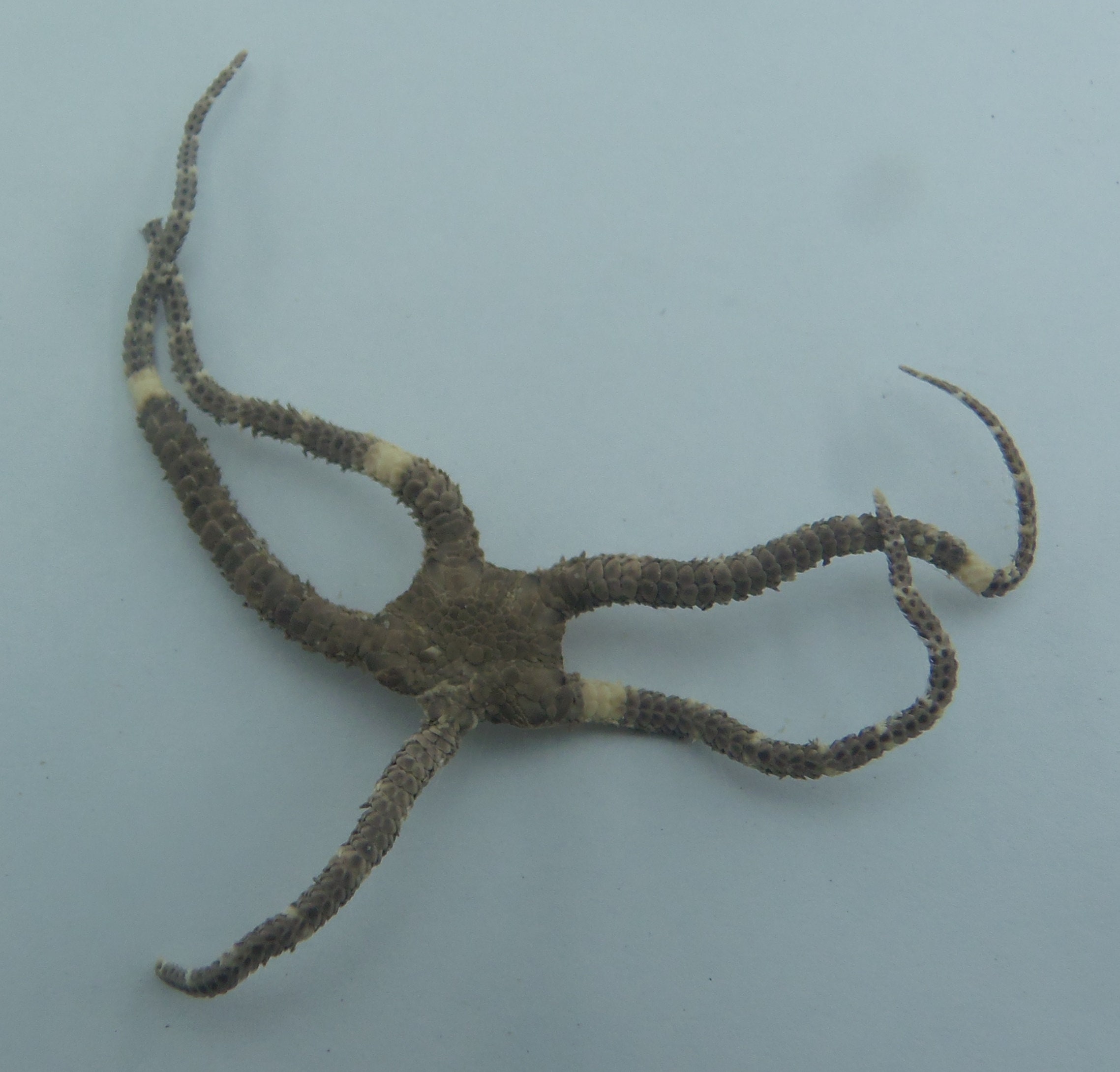 Reticulated Brittle Star