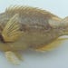 Squaretail Coral Grouper Plectropomus Areolatus Fish Taxidermy Oddities ...