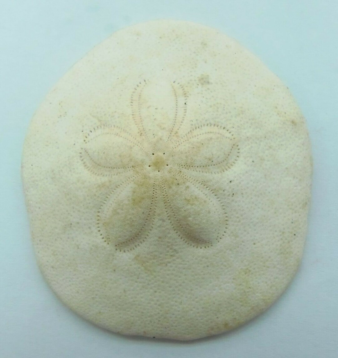 Echinoderms Sea Urchin Clypeaster Humilis Taxidermy Oddities - Etsy