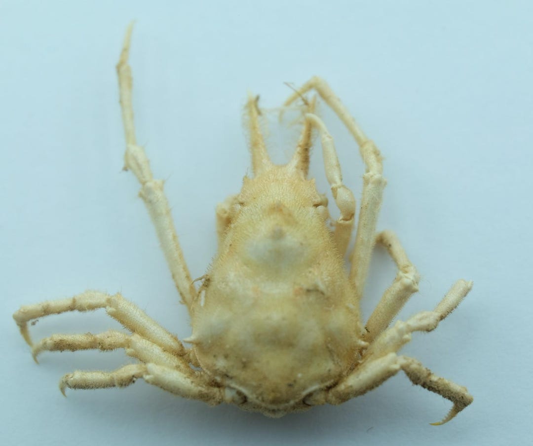 Spider Crab Hyastenus Elongatus Crab Taxidermy Oddities - Etsy