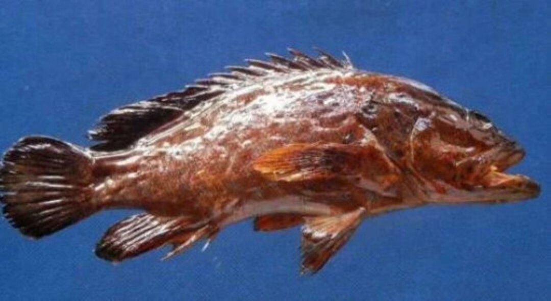 Indian Soapfish Pogonoperca Ocellata Fish Taxidermy Oddities - Etsy