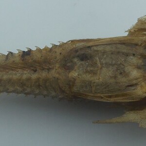 Robust Armoured-gurnard Satyrichthys Welchi Fish Taxidermy - Etsy