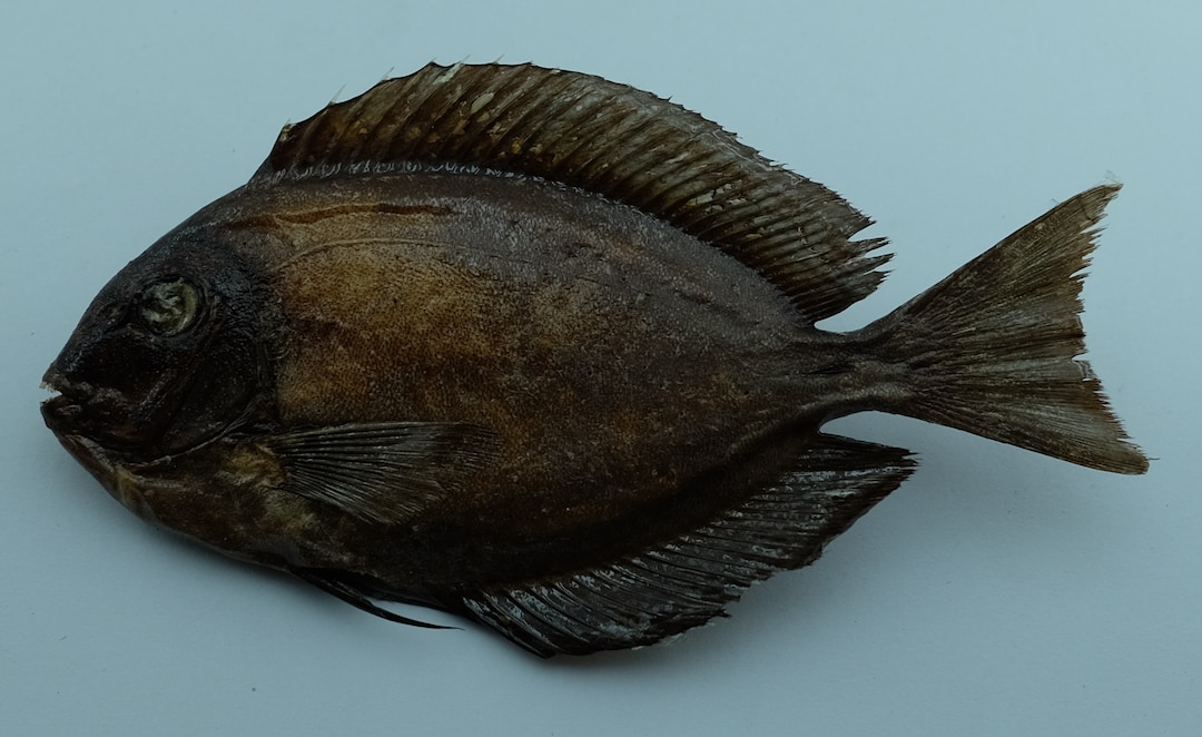 Brown Surgeonfish Acanthurus Mata Fish Taxidermy Oddities - Etsy