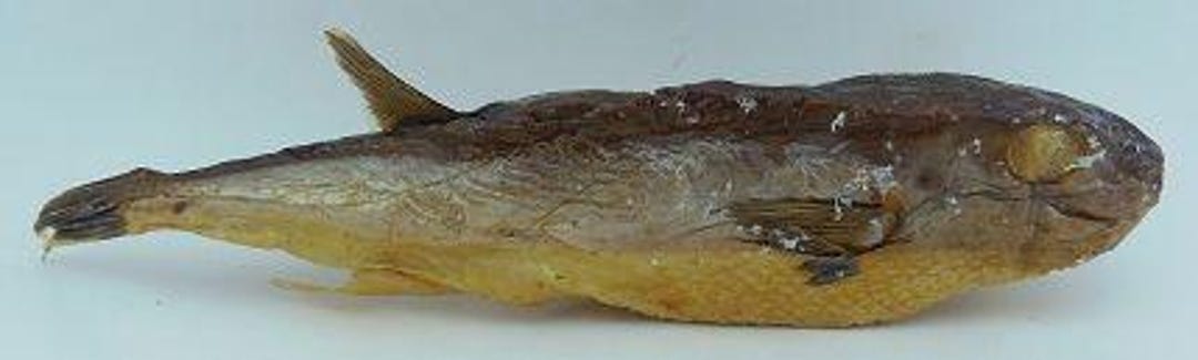 Milkspotted Puffer Chelonodon Patoca Fish Taxidermy Oddities - Etsy