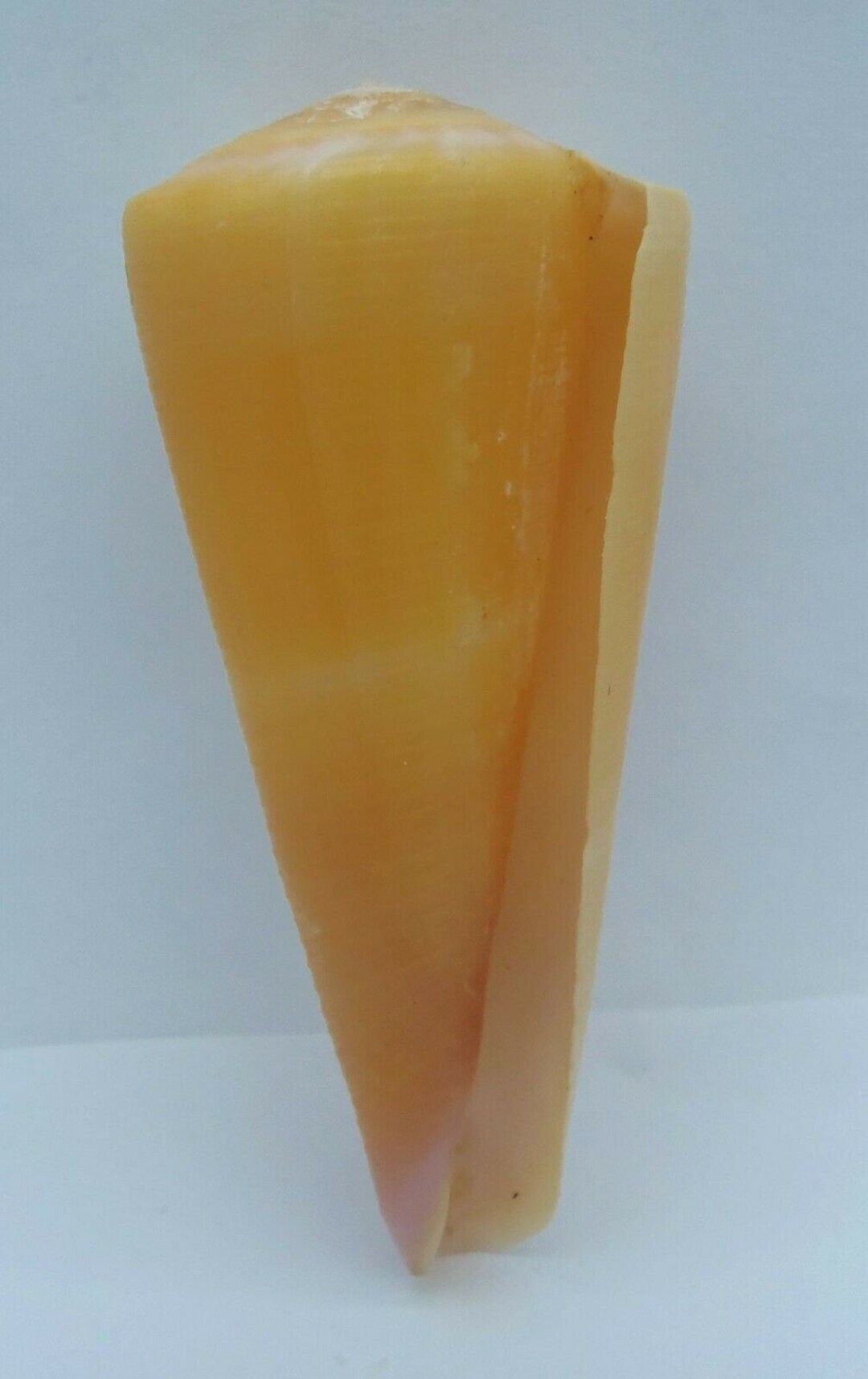 Seashells Cone Shell Conus Kintoki - Etsy