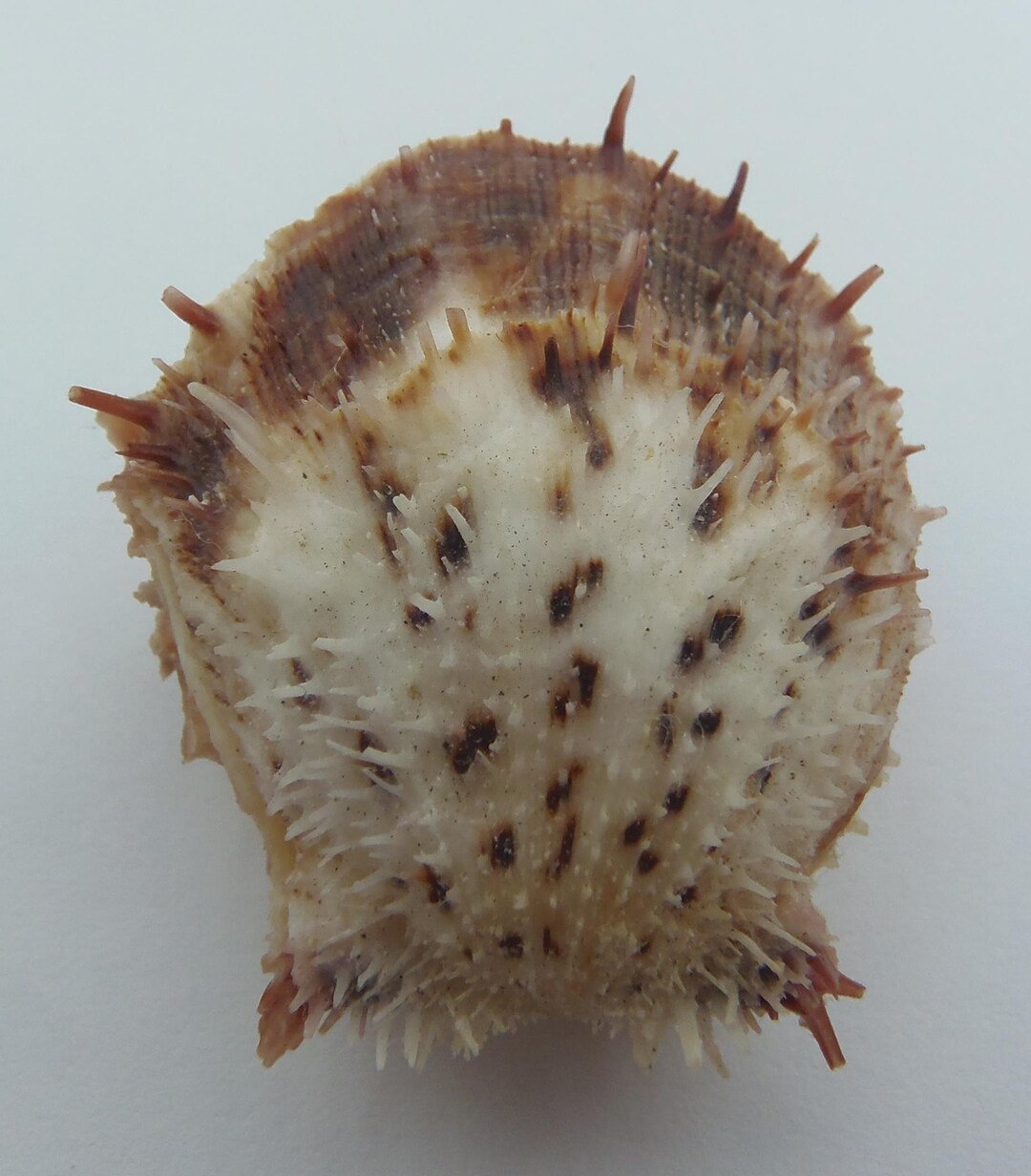 Seashells Spiny Oysters Spondylus Ocellatus - Etsy