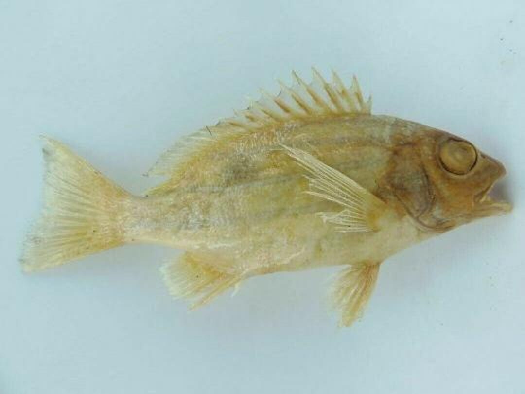Five-lined Snapper Lutjanus Quinquelineatus Fish Taxidermy Oddities - Etsy
