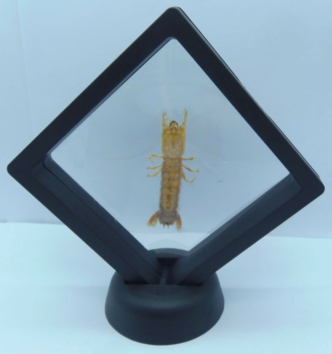 3D Frame Mantis Shrimp Gonodactylellus Viridis Taxidermy Oddities ...