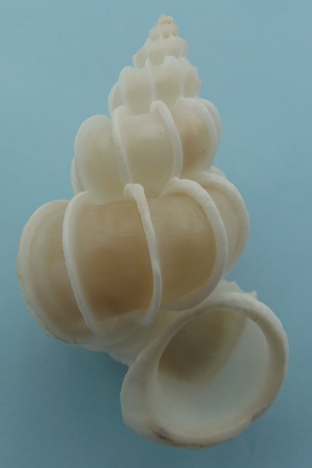 Seashells Precious Wentletrap Epitonium Scalare - Etsy