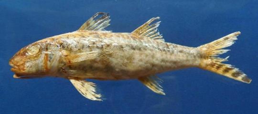 Bartail Goatfish Upeneus Tragula Fish Taxidermy Oddities - Etsy