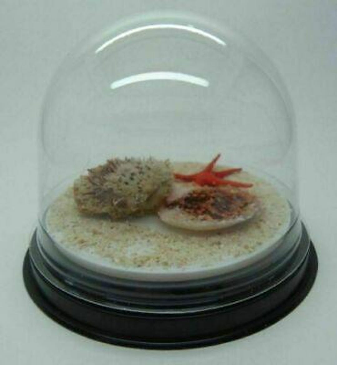 Dome Seashell Spondylus Nicobaricus Taxidermy Oddities Curios - Etsy