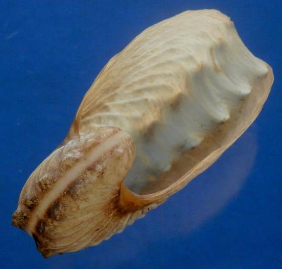 Craftshells Sailors Valentine Winged Argonaut Argonauta Hians - Etsy