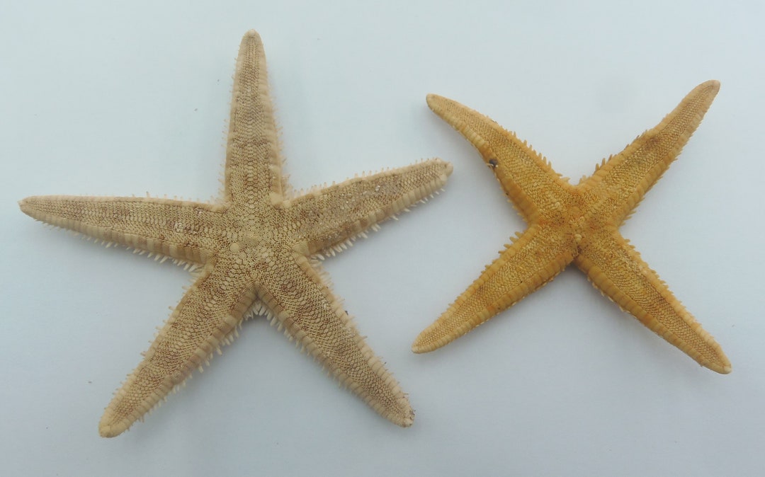 Echinoderms Sand Sifting Star Archaster Typicus Taxidermy Oddities - Etsy