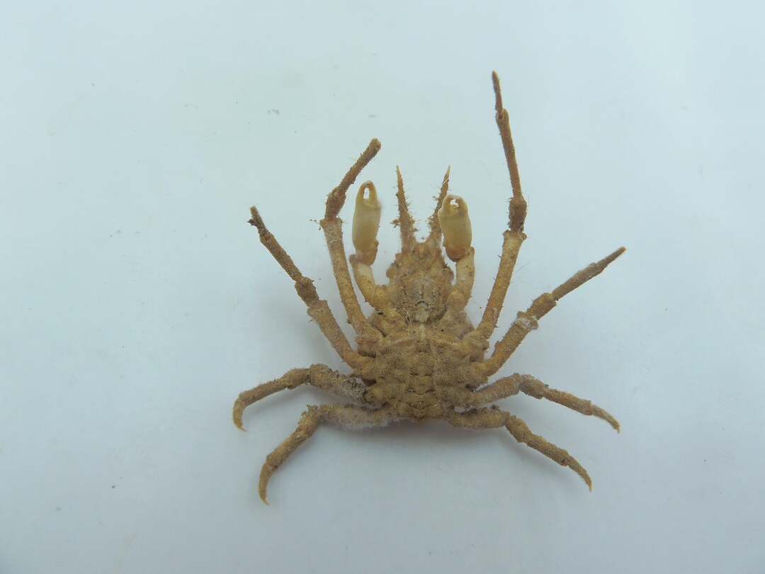 Horn Decorator Crab Hyastenus Diacanthus Crab Taxidermy Oddities - Etsy