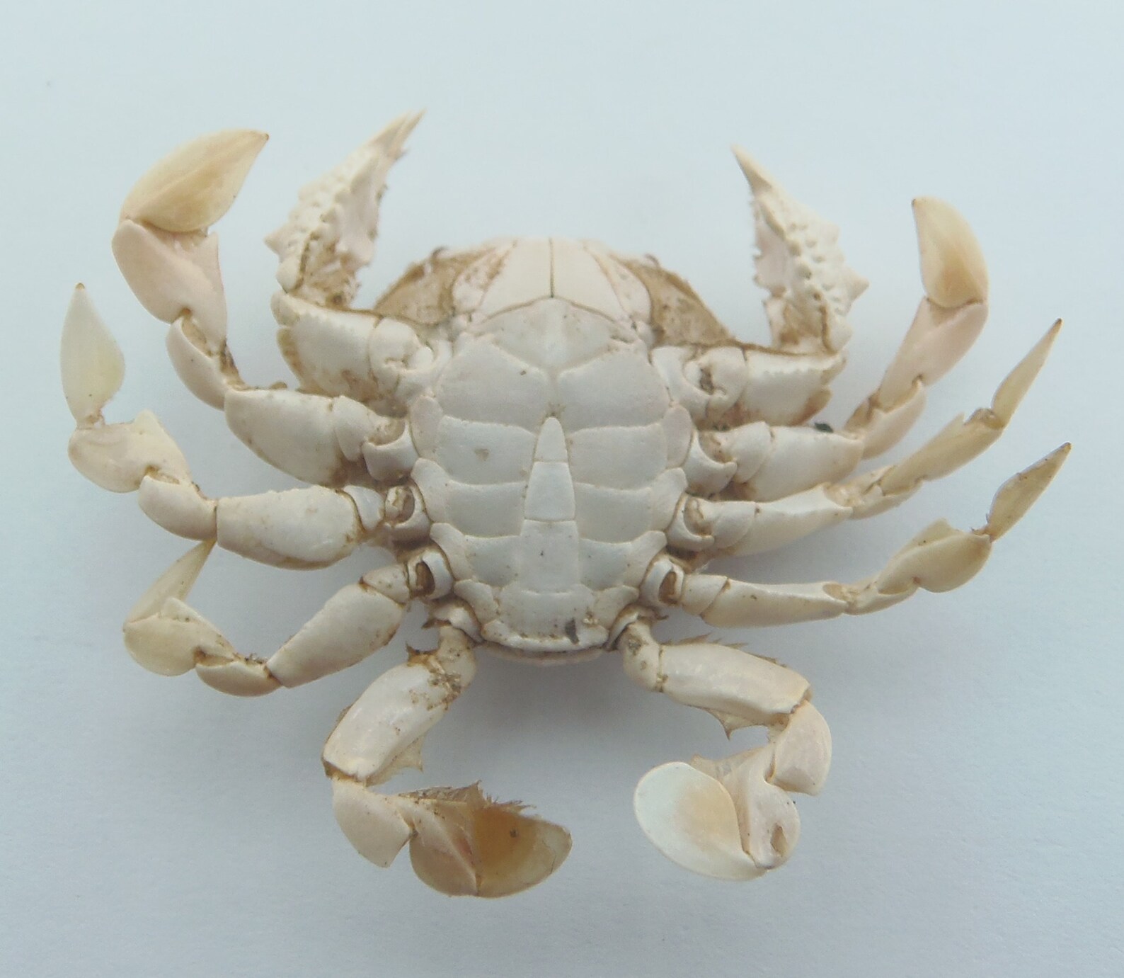 Crustaceans Spotted Moon Crab Ashtoret Lunaris Crab Taxidermy - Etsy