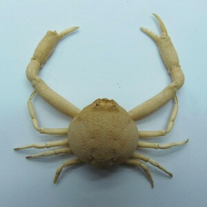 Peeble Crab Toru Granuloides Crab Taxidermy Oddities - Etsy