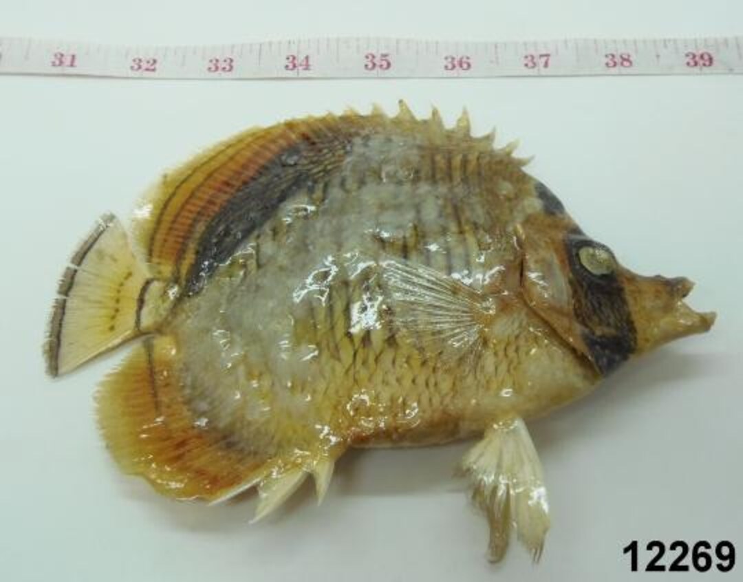 Spot-nape Butterflyfish Chaetodon Oxycephalus Fish Taxidermy Oddities ...