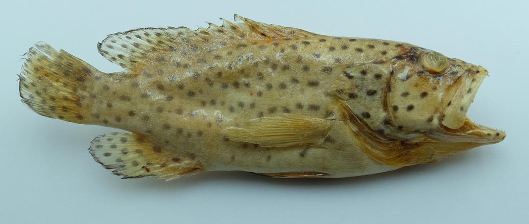 Squaretail Coral Grouper Plectropomus Areolatus Fish Taxidermy Oddities ...