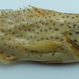 Squaretail Coral Grouper Plectropomus Areolatus Fish Taxidermy Oddities ...