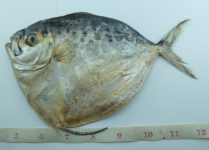 Moonfish Mene Maculata Fish Taxidermy Oddities - Etsy